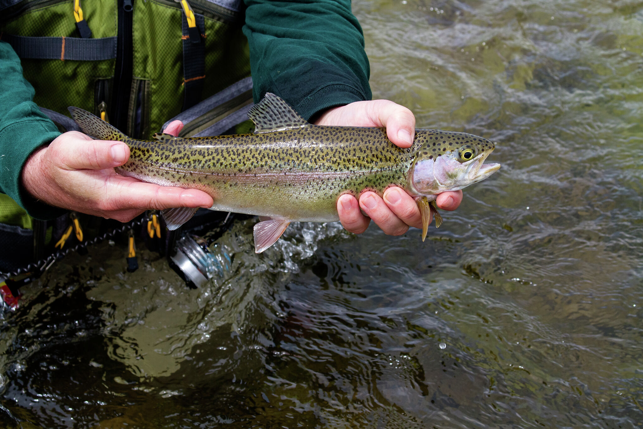 Illinois fall trout fishing season opening soon