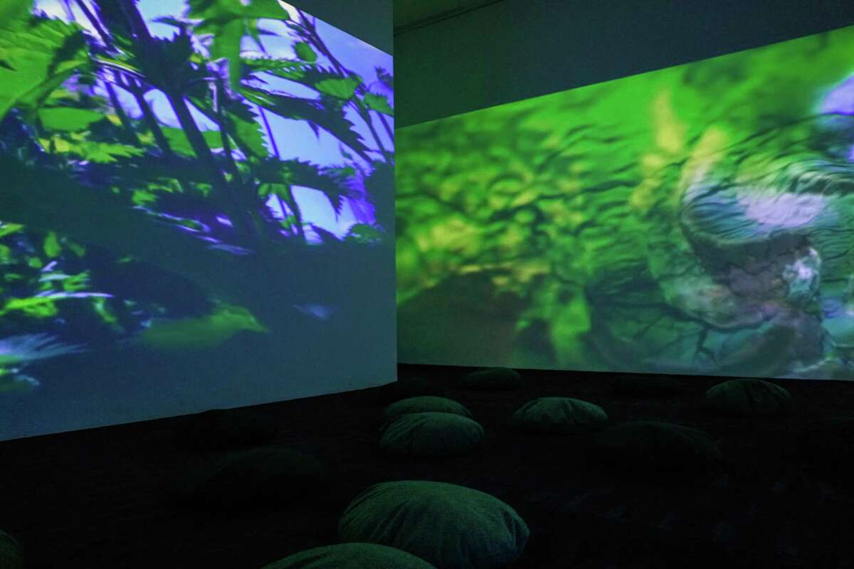 Immersive, 'forest-bathing' video experience returns to MFAH