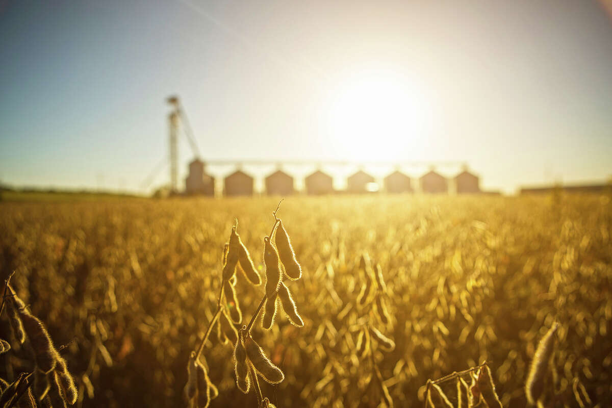 Illinois counties among leaders in corn, soybean production