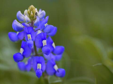 What wildflowers grow in Texas?
