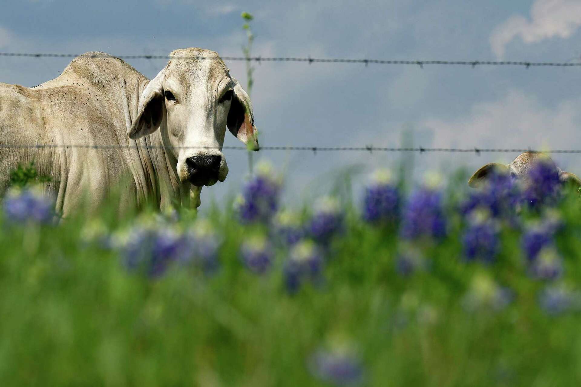 Billboards stating "Tax Cow Burps" go up in Texas Panhandle