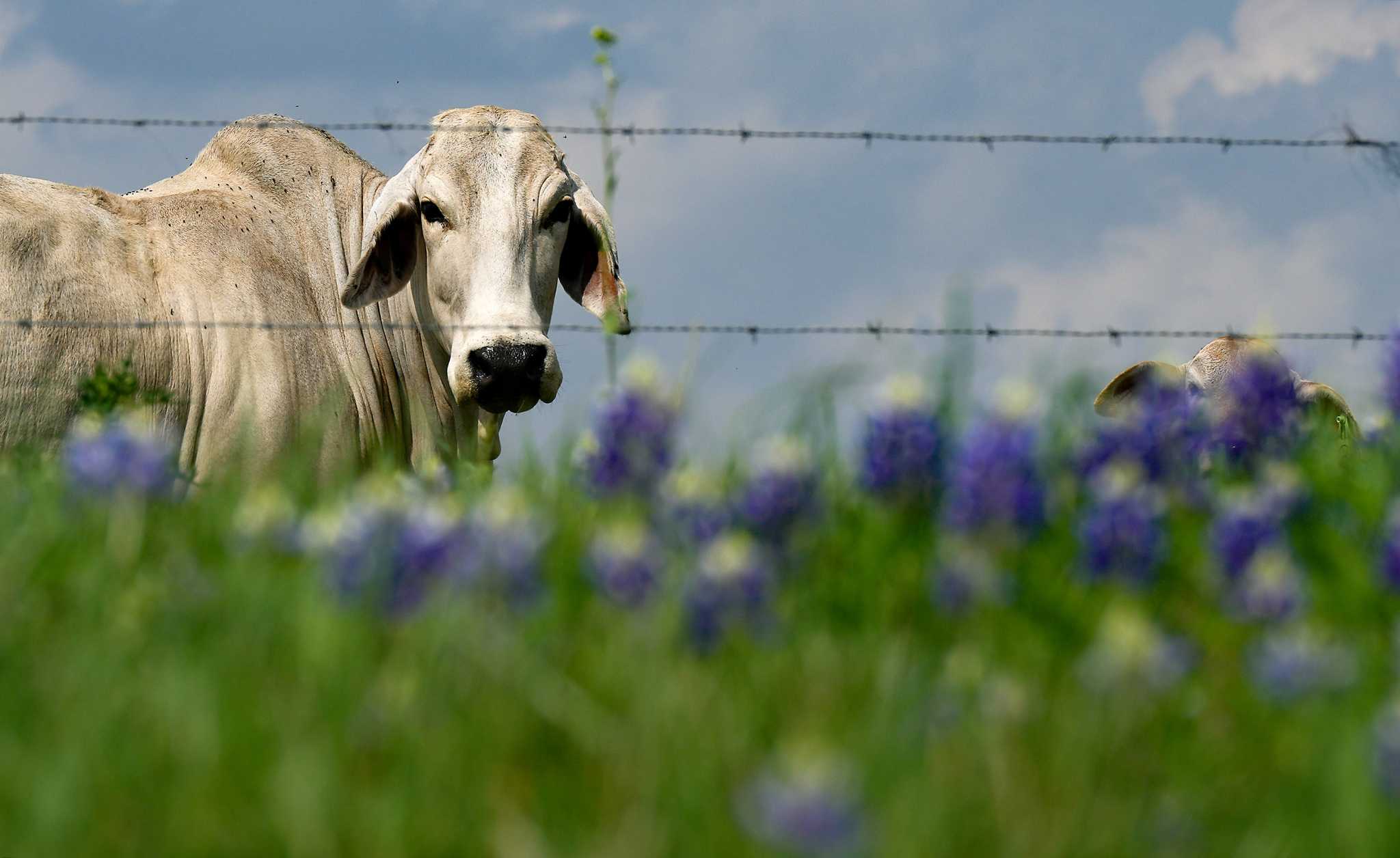 Billboards stating "Tax Cow Burps" go up in Texas Panhandle