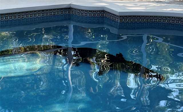 Florida homeowner finds 11-foot gator in swimming pool