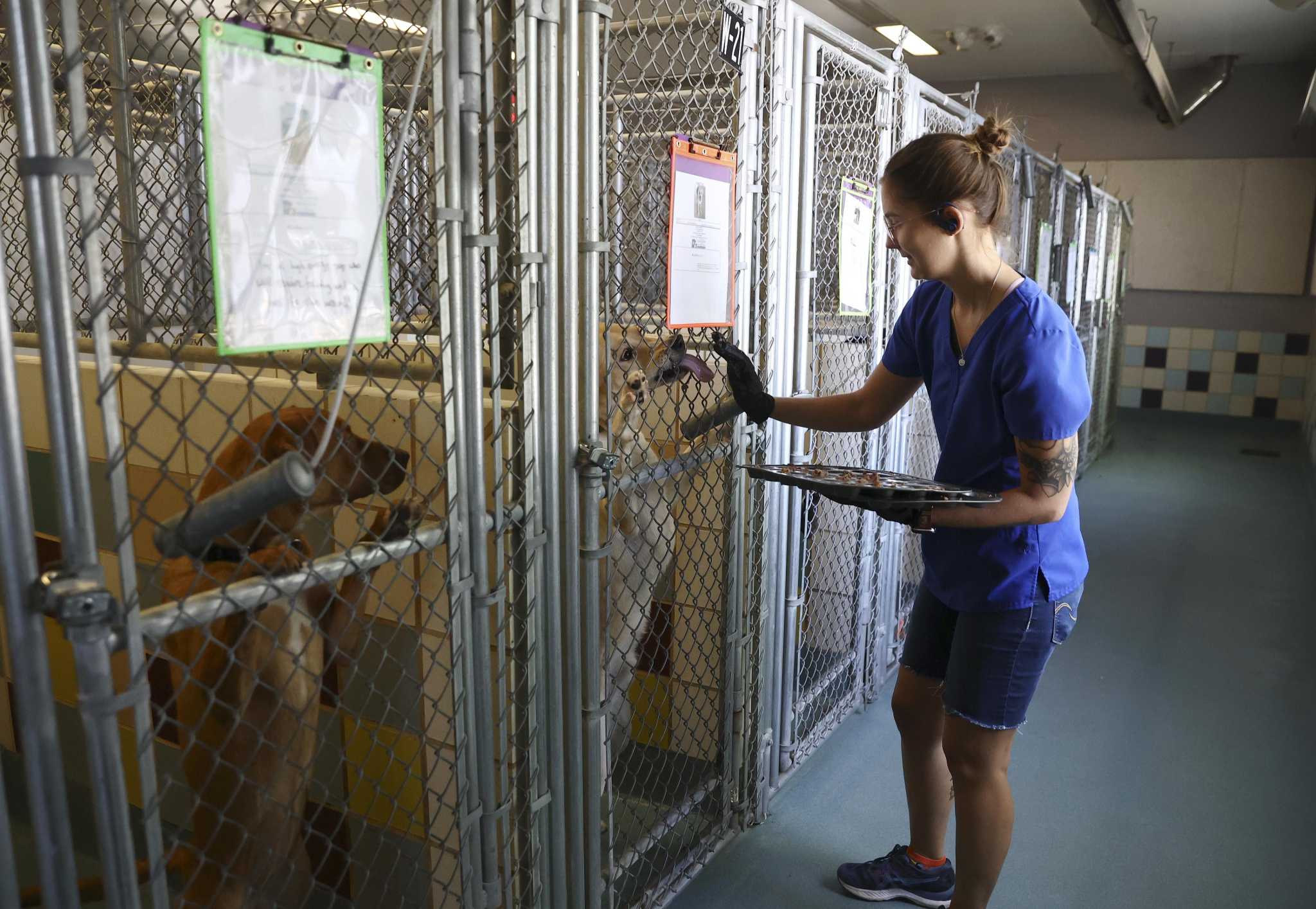San Marcos takes aim at ‘puppy mills’ and crowded animal shelters