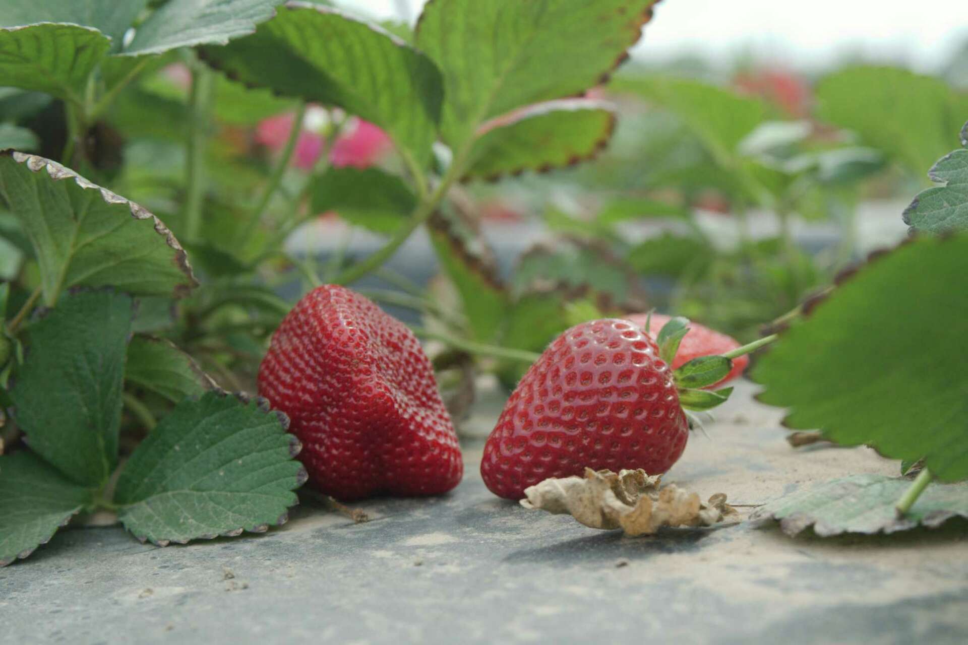 Strawberry picking in Houston: Where to pick strawberries nearby
