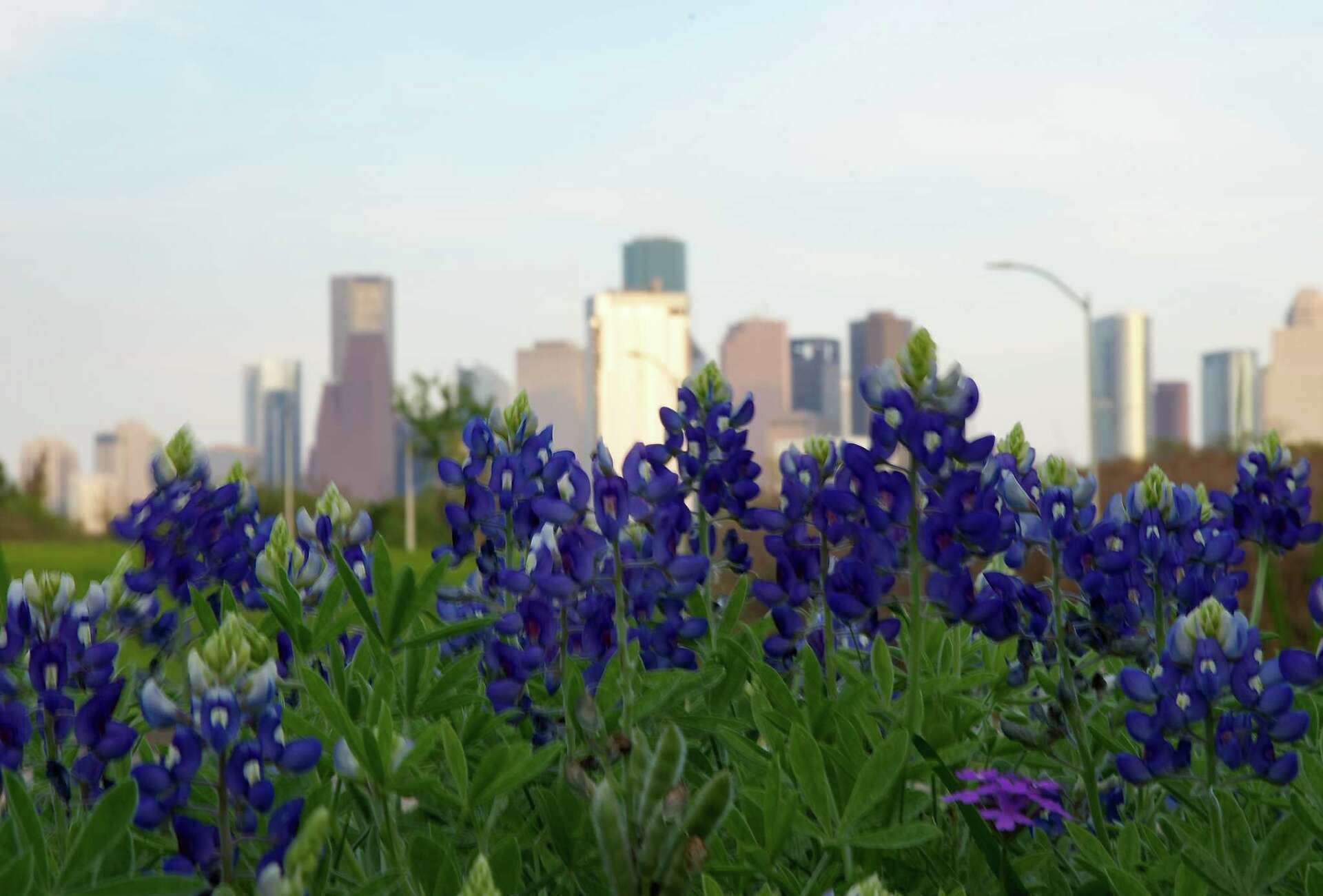 Texas bluebonnets blooming early: Will it be a banner season?