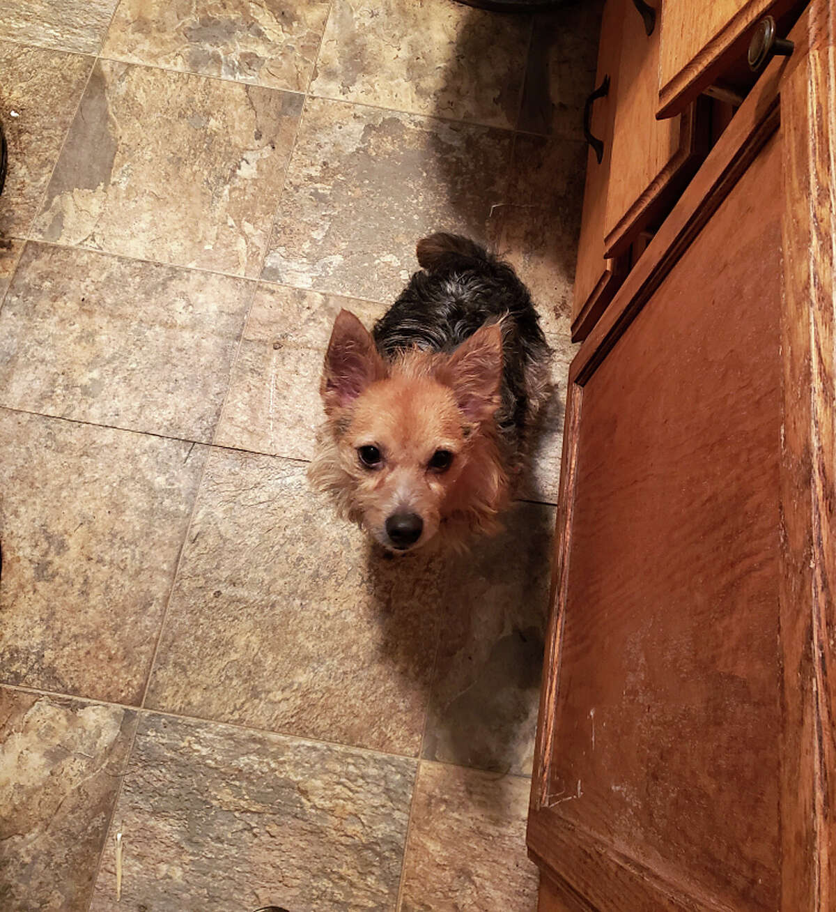 Abused dog finds forever home with help from Branford animal shelter