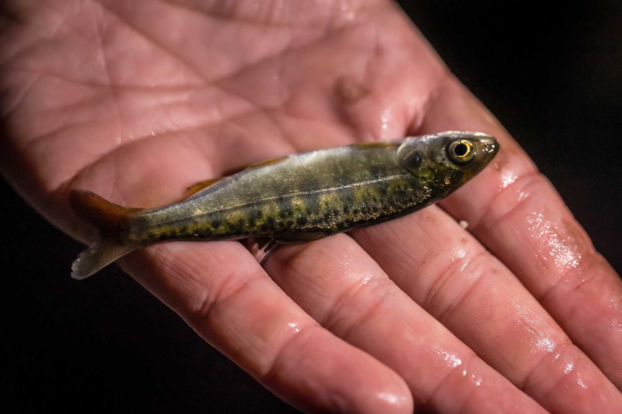 Baby Chinook Salmon