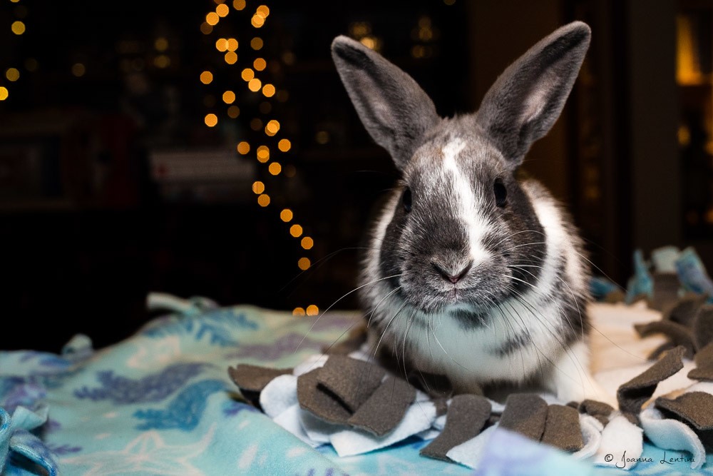 Reconsider buying rabbits around Easter, Norwalk rabbit rescue says