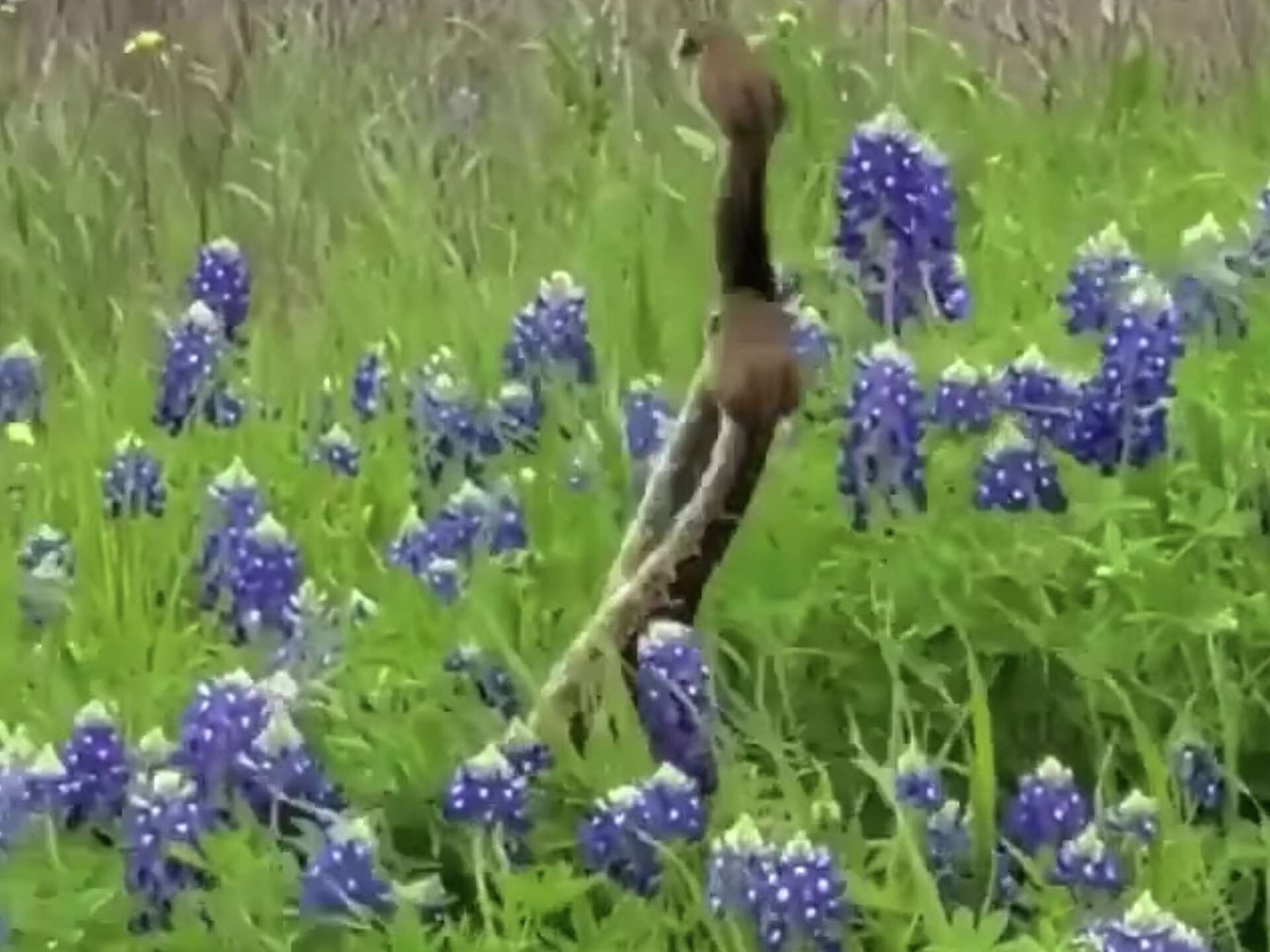 What to know about rattlesnakes lurking in bluebonnet fields