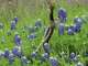 What to know about rattlesnakes lurking in bluebonnet fields