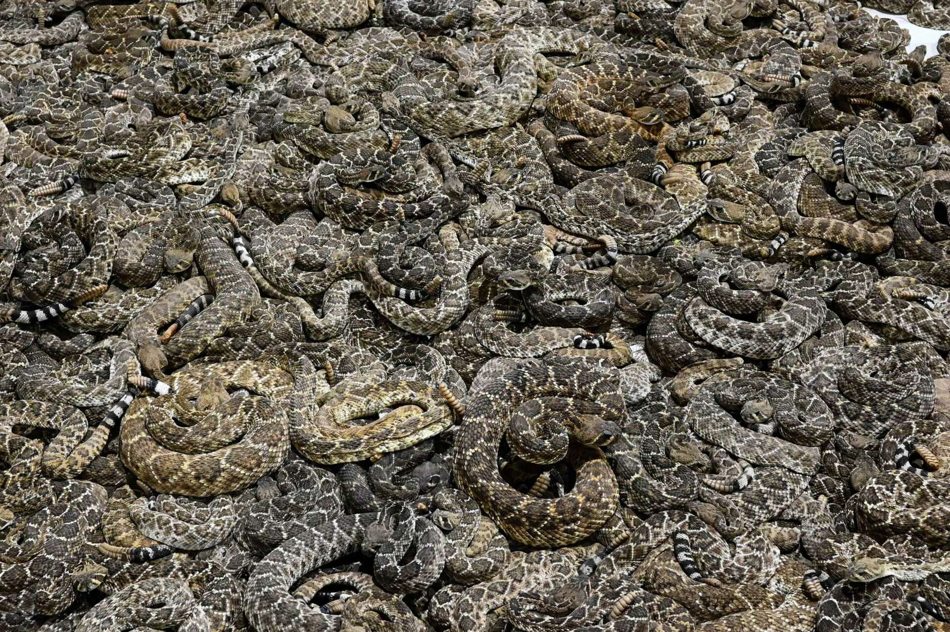 Inside the Sweetwater Rattlesnake Roundup, a Texas tradition