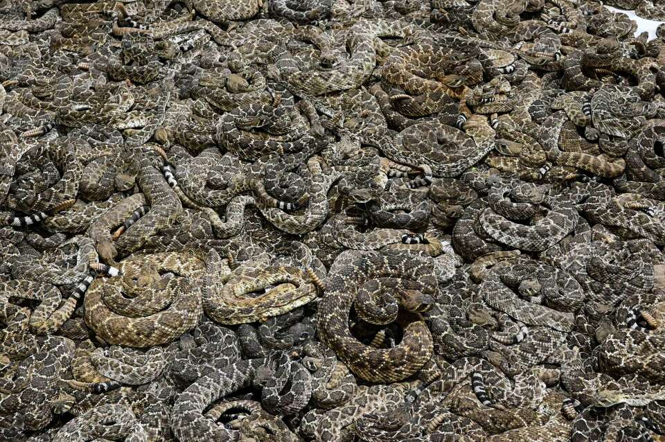 Inside the Sweetwater Rattlesnake Roundup, a Texas tradition