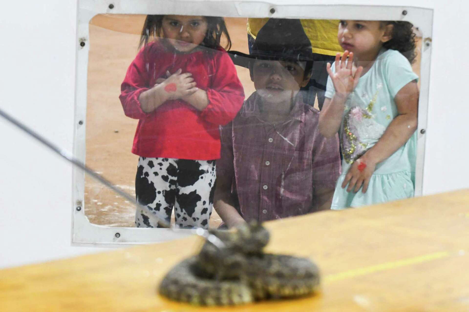 Inside the Sweetwater Rattlesnake Roundup, a Texas tradition