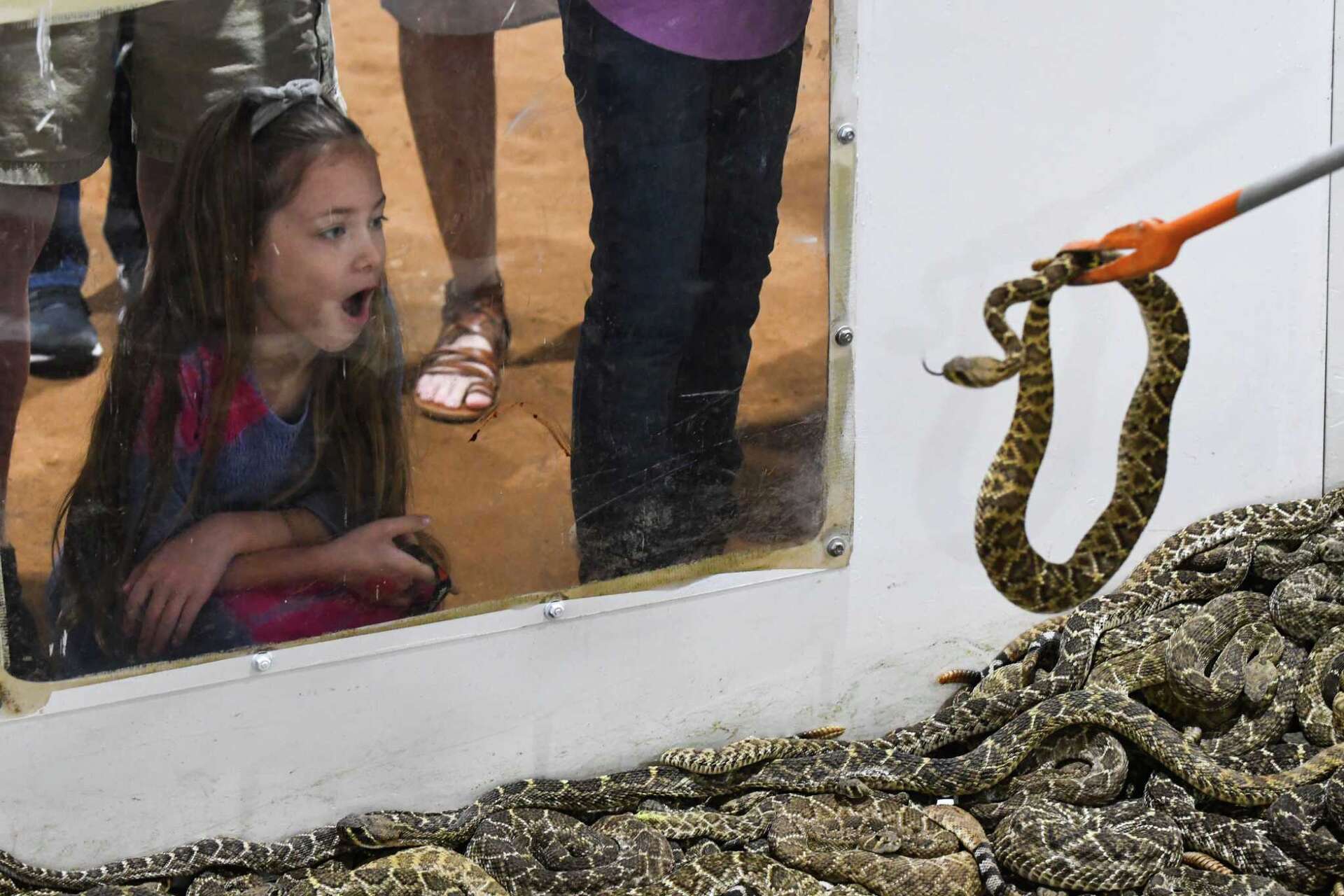 Inside the Sweetwater Rattlesnake Roundup, a Texas tradition