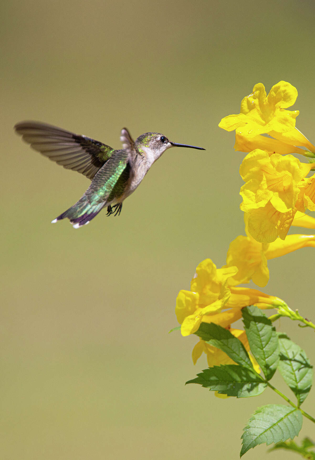 Hungry ruby-throated hummingbirds migrate through Houston on the way