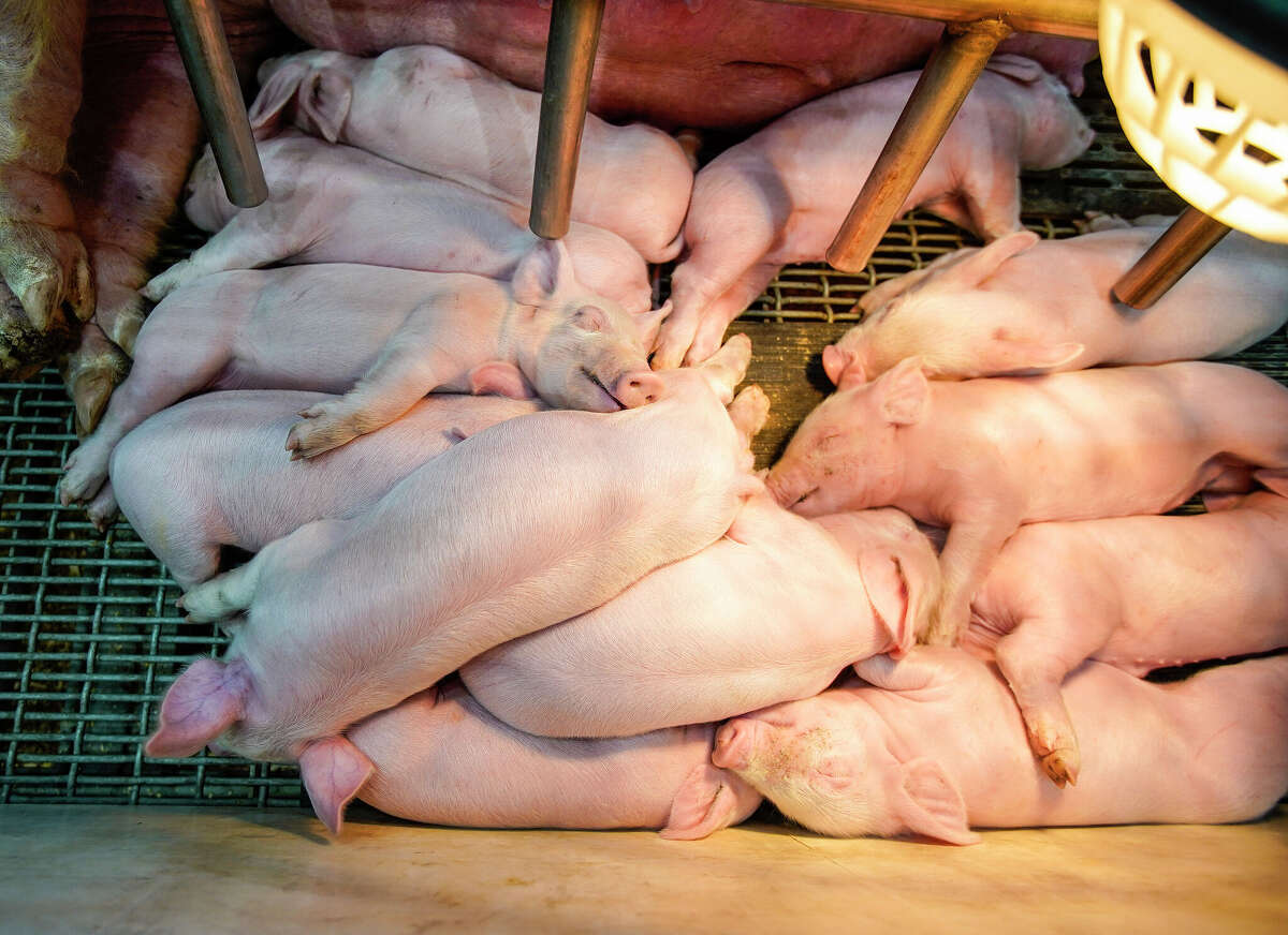 2023 Houston rodeo: What to do during the last weekend