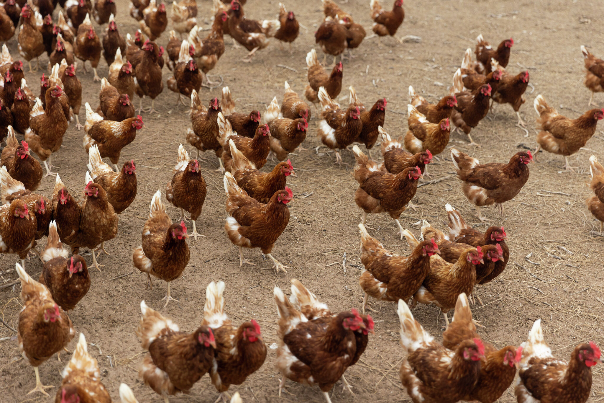 Texas dairy, poultry producers grapple with bird flu