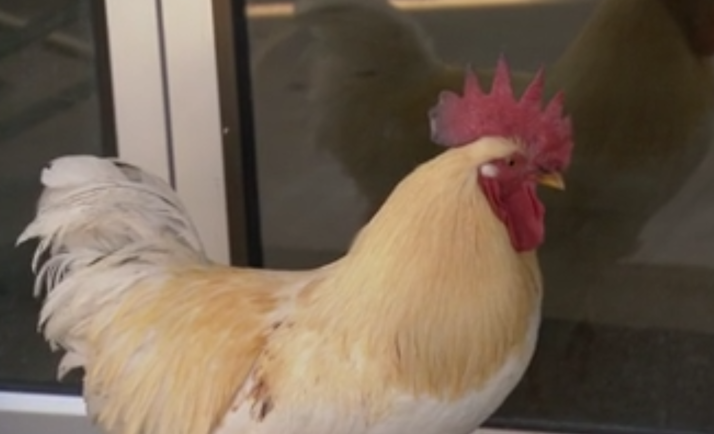 ‘He was loved by so many’: Fred, a Florida community's beloved pet ...