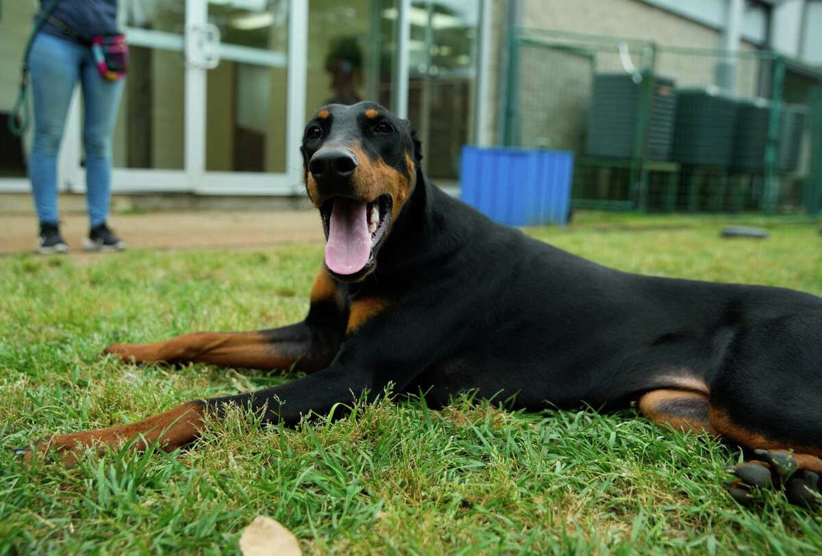 Mistletoe the one-eared dog finds new home after