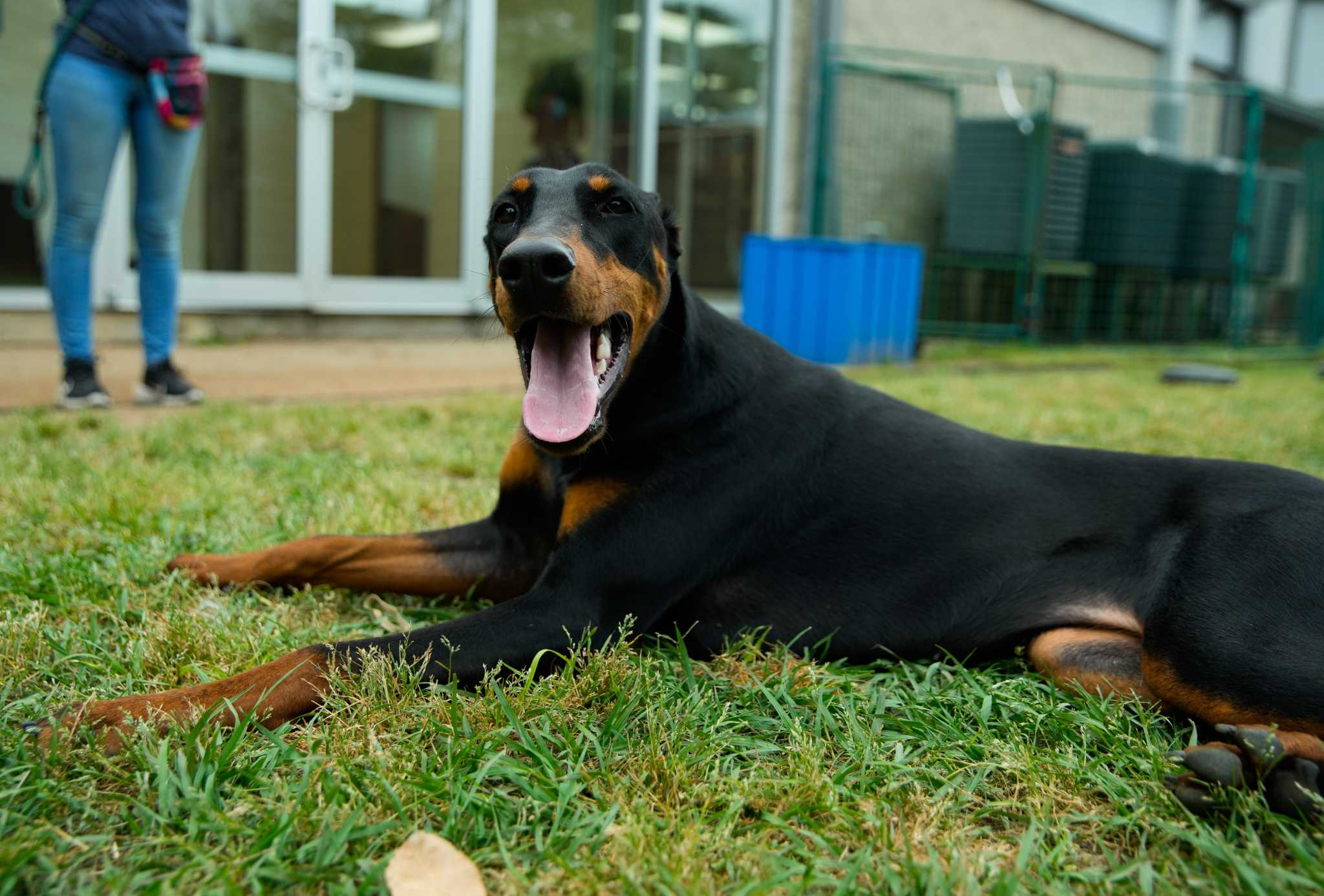 Mistletoe the one-eared dog finds new home after