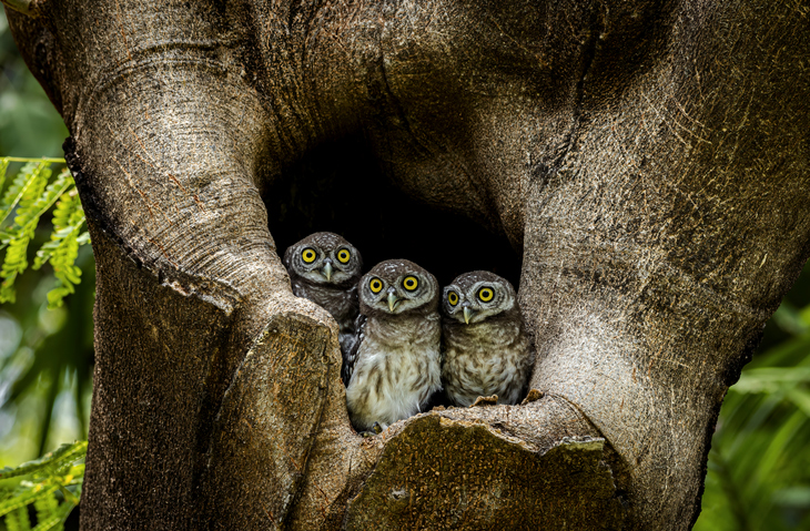 Program gives up-close look at lives of owls