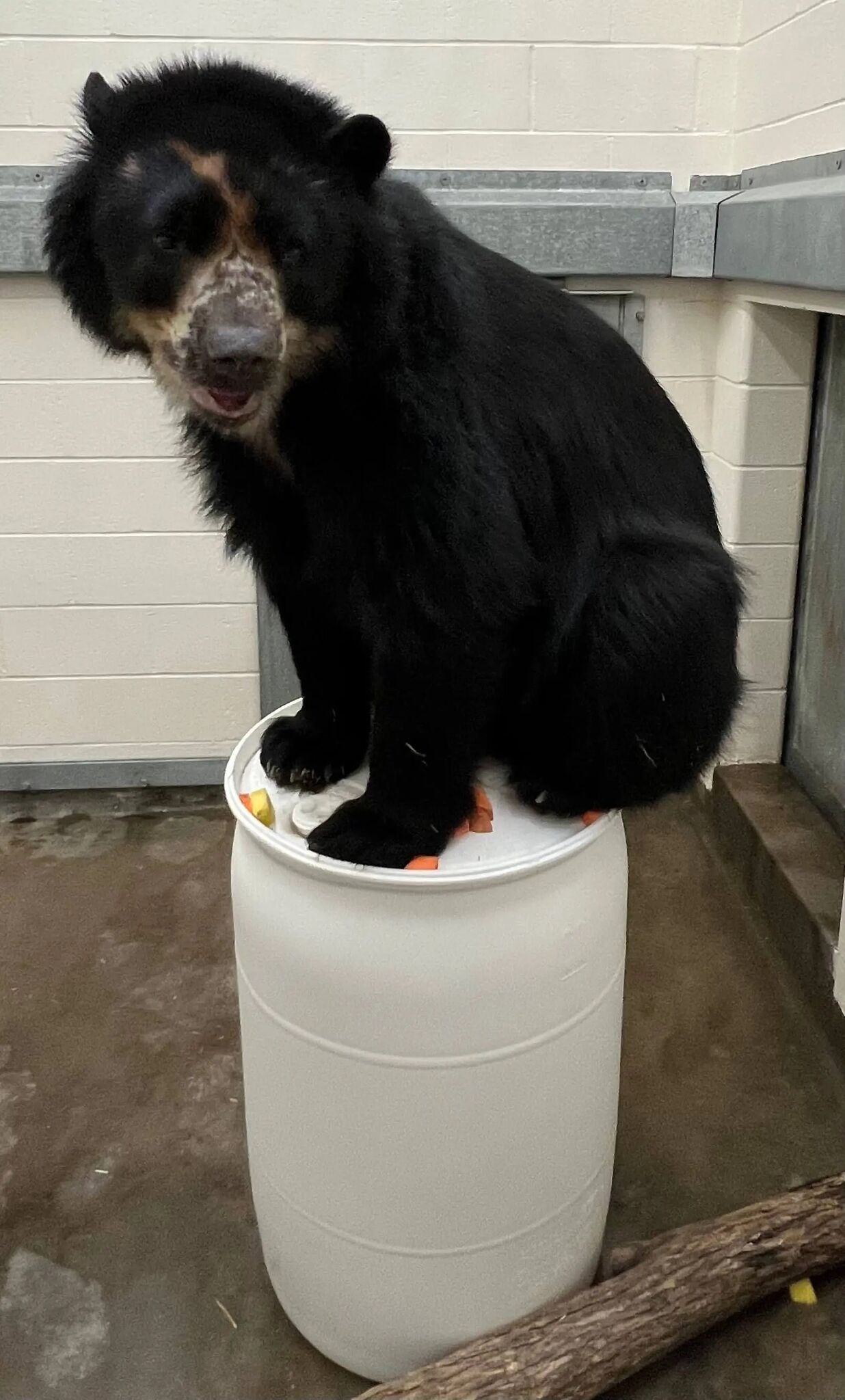 Bear that escaped St. Louis Zoo twice moving to Brownsville,Texas zoo