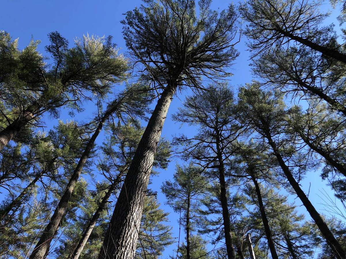 Take a hike among some of CT's tallest trees in West Cornwall