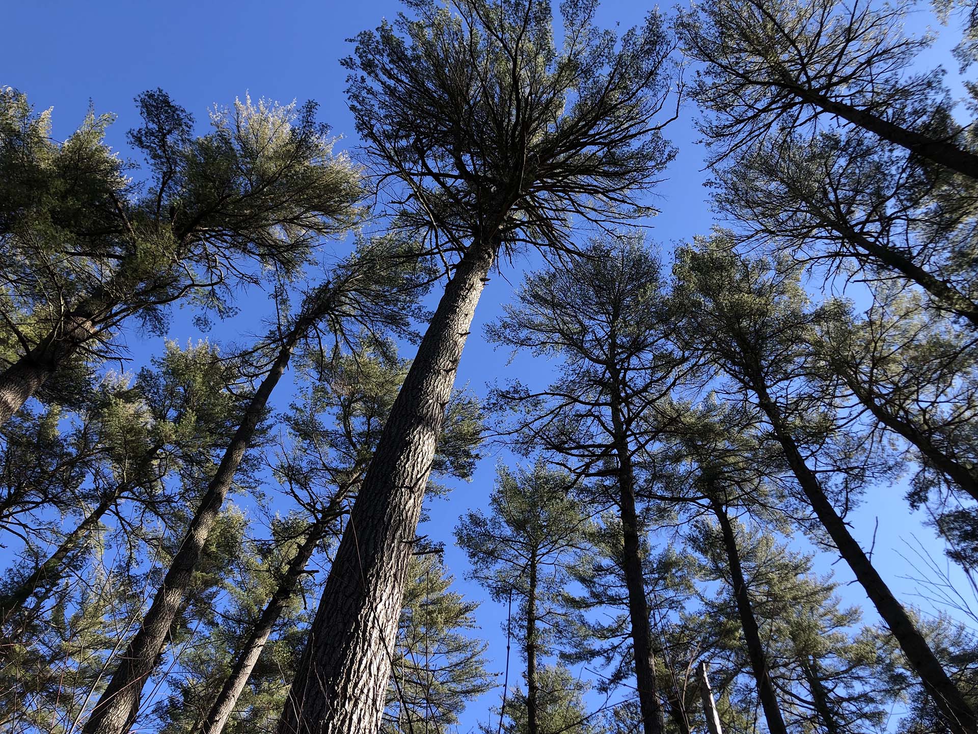 Take A Hike Among Some Of CT s Tallest Trees In West Cornwall