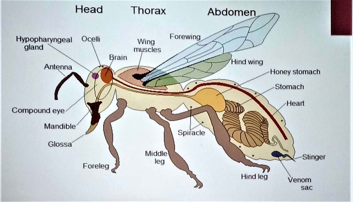 Scottville Beekeepers to present beekeeping workshop