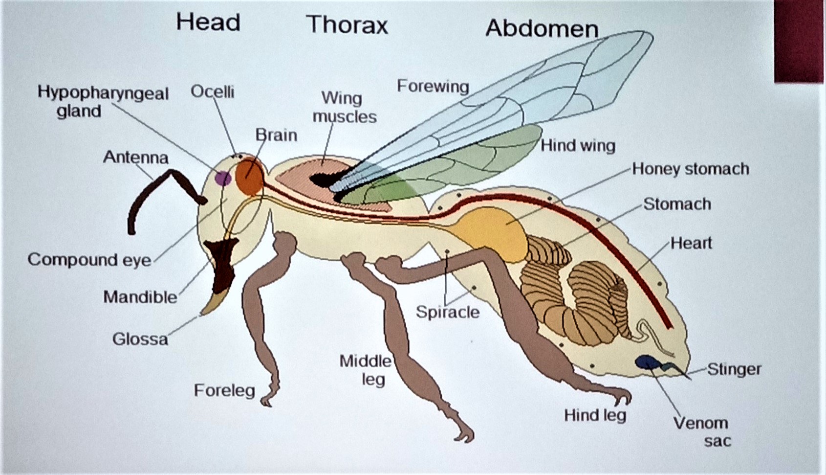 Scottville Beekeepers to present beekeeping workshop