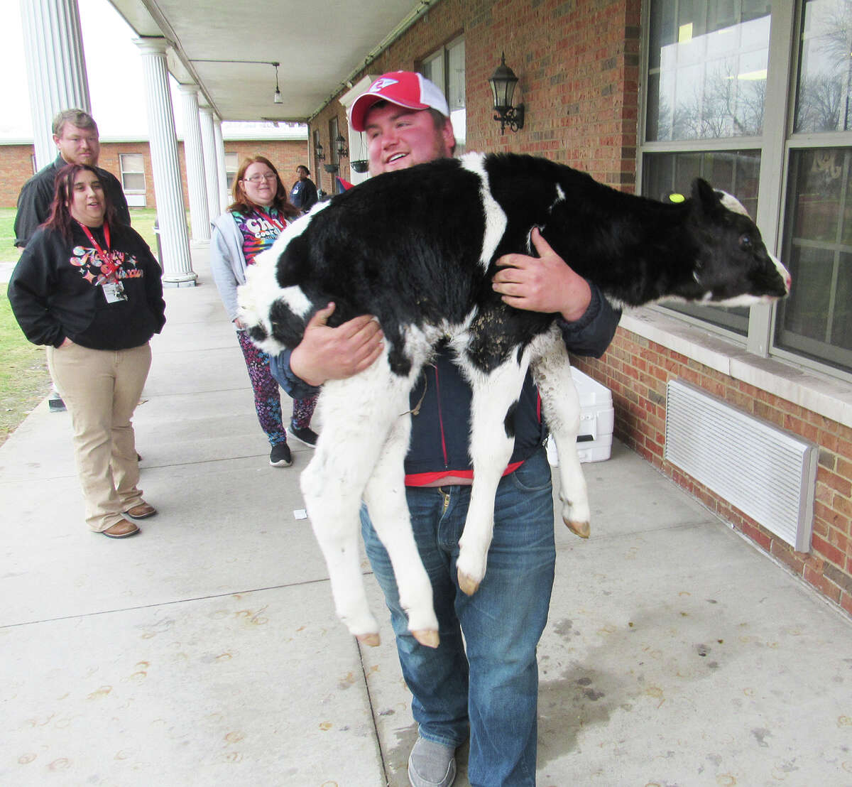 Black vultures spread north in Illinois, causing livestock issues