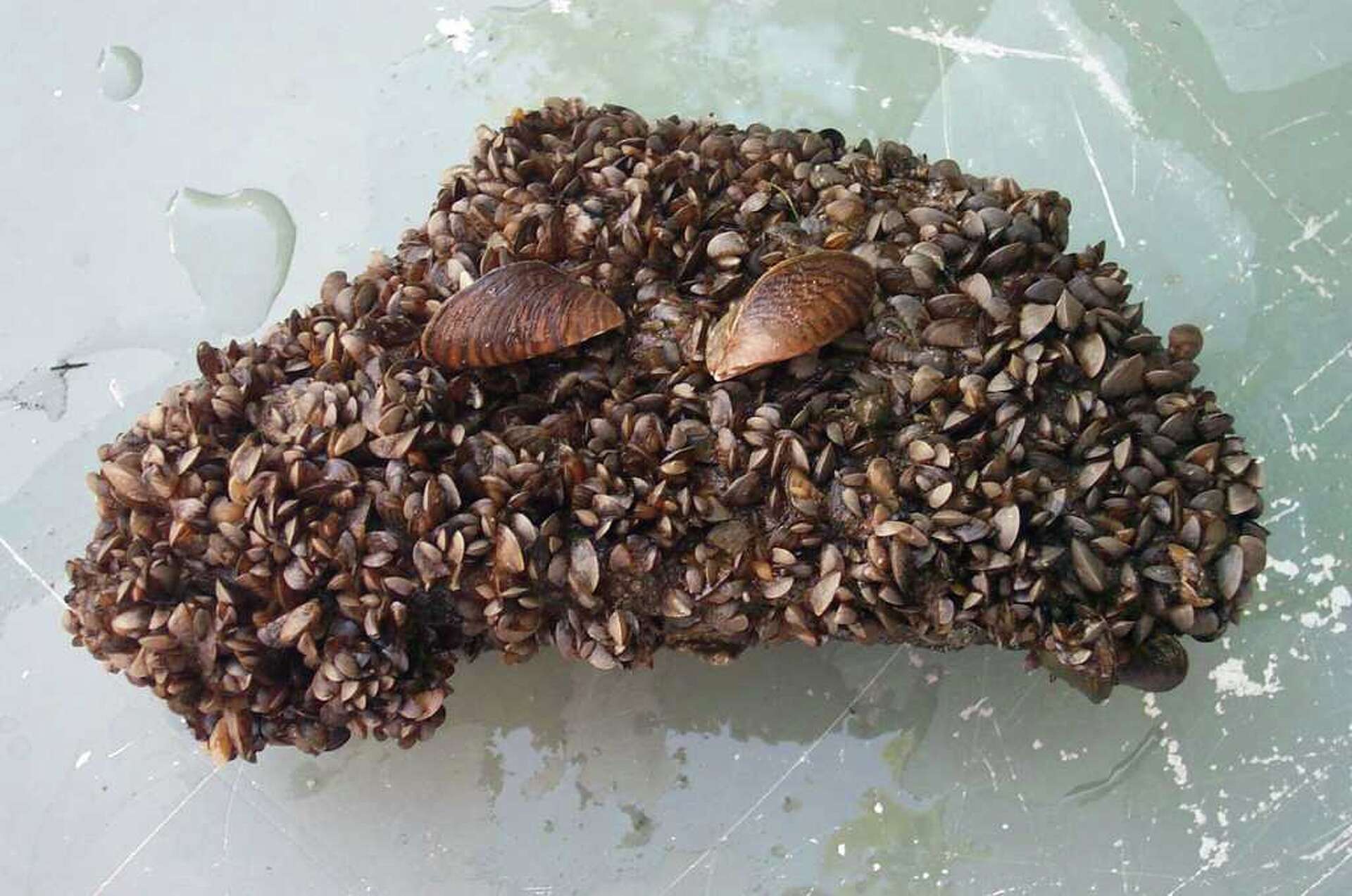 Zebra mussels found in local lakes