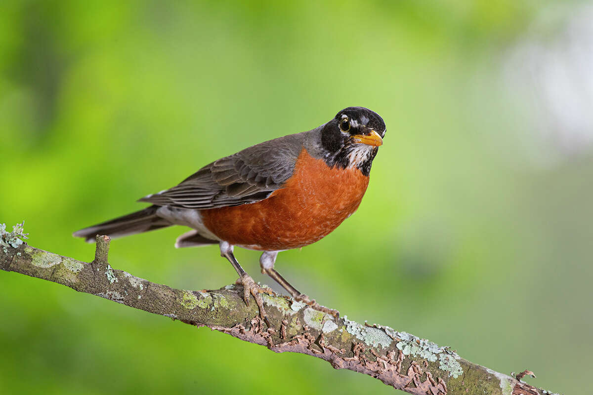 Songbirds' spring plumage is colorful by design