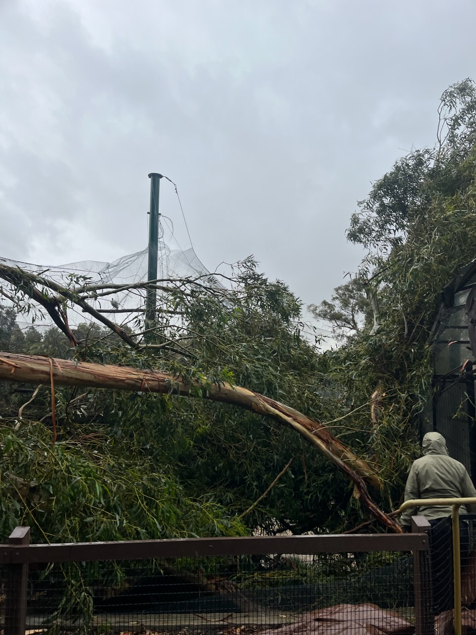 Endangered bird escapes from Oakland Zoo aviary destroyed in storm