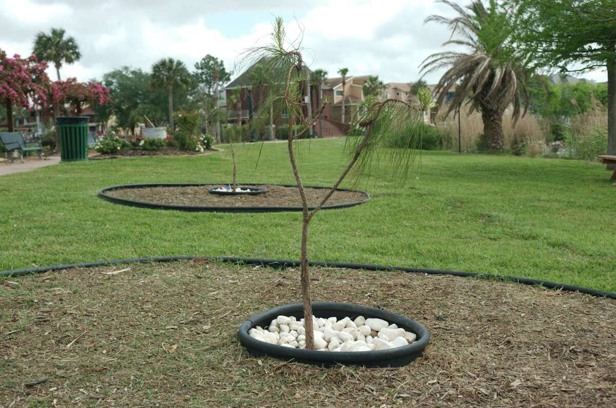 Apollo 14 "Moon Trees" find a home outside Nassau Bay City Hall