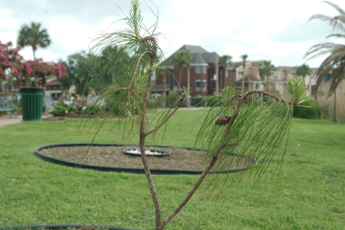 Apollo 14 "Moon Trees" find a home outside Nassau Bay City Hall