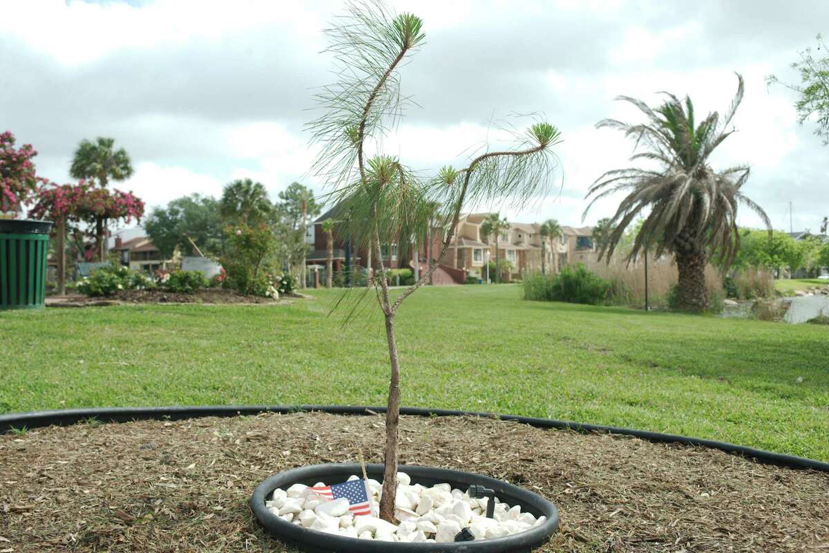 Apollo 14 "Moon Trees" find a home outside Nassau Bay City Hall