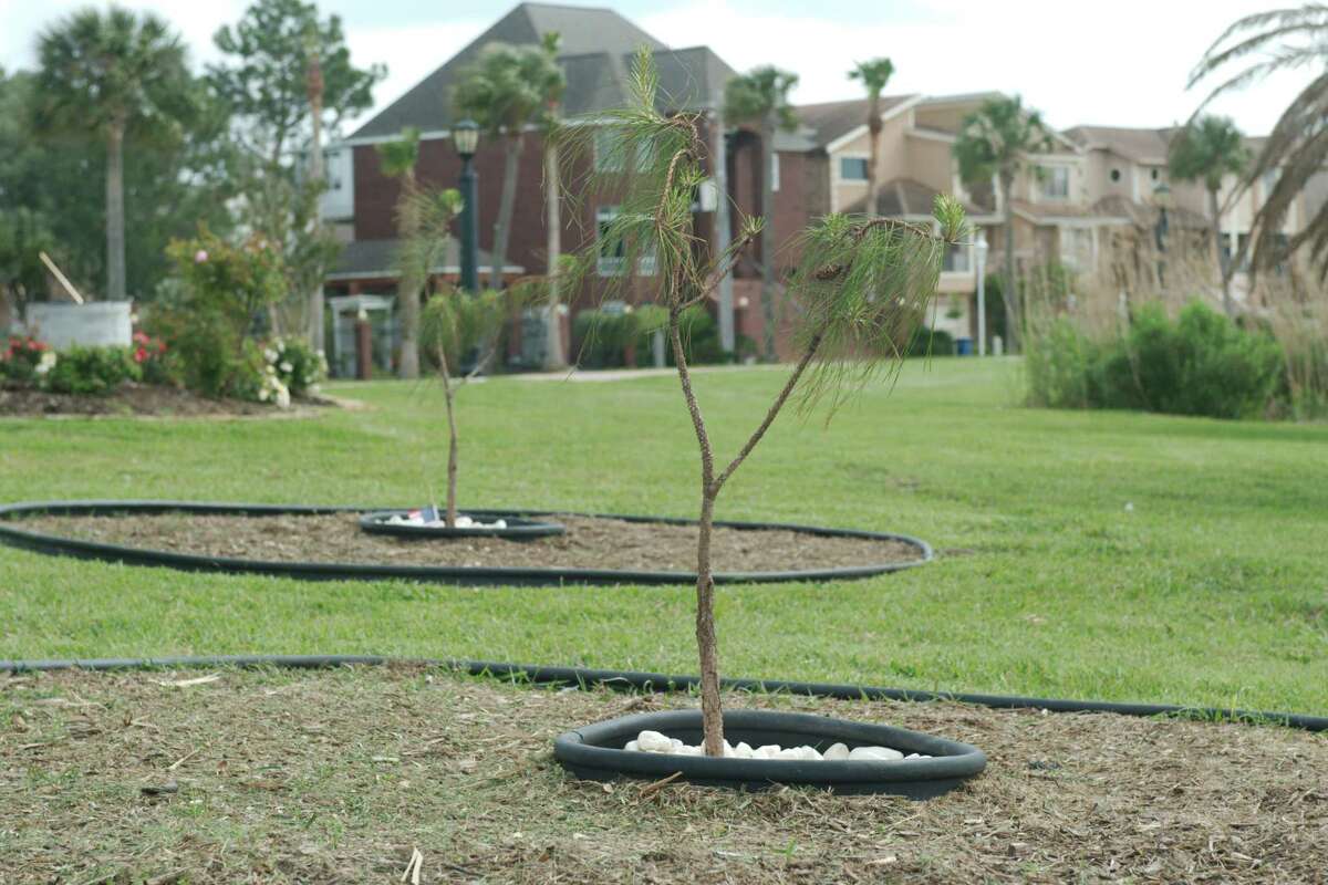 Apollo 14 "Moon Trees" find a home outside Nassau Bay City Hall