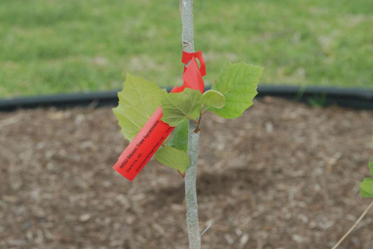Apollo 14 "Moon Trees" find a home outside Nassau Bay City Hall