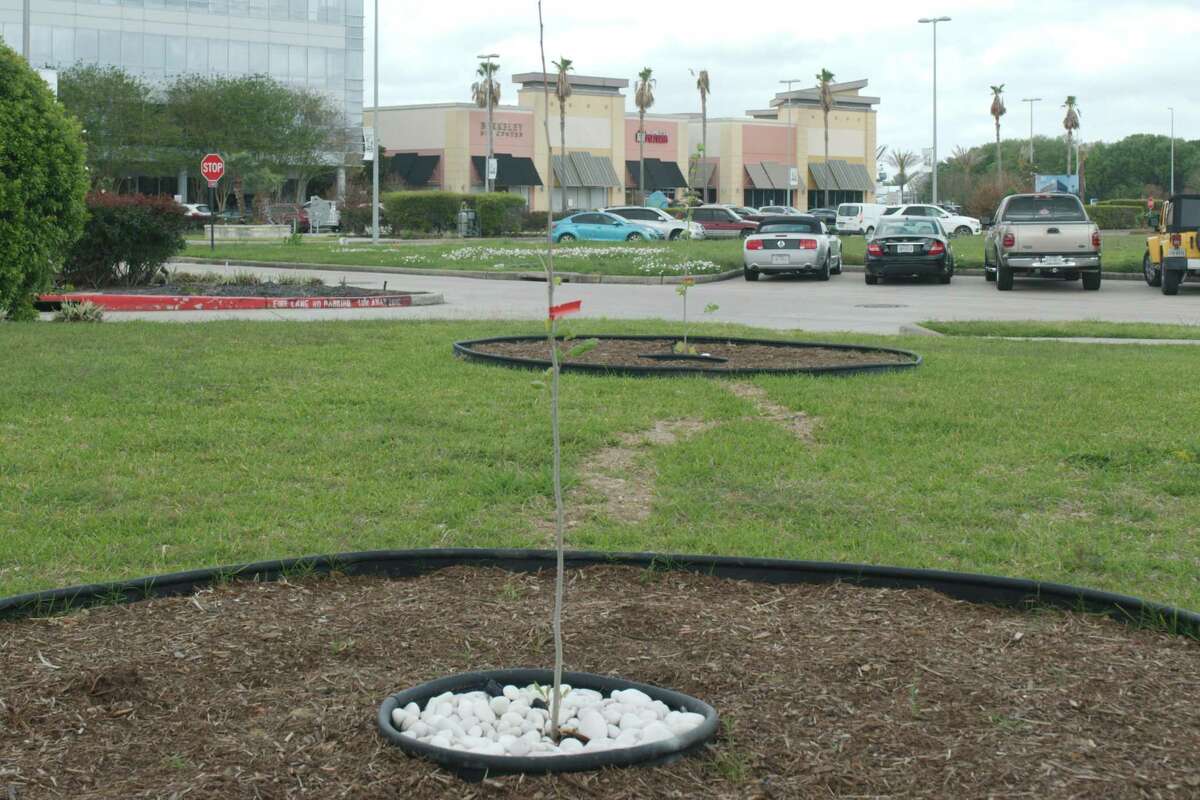 Apollo 14 "Moon Trees" find a home outside Nassau Bay City Hall