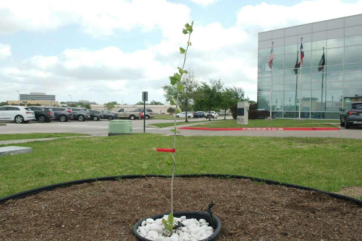 Apollo 14 "Moon Trees" find a home outside Nassau Bay City Hall