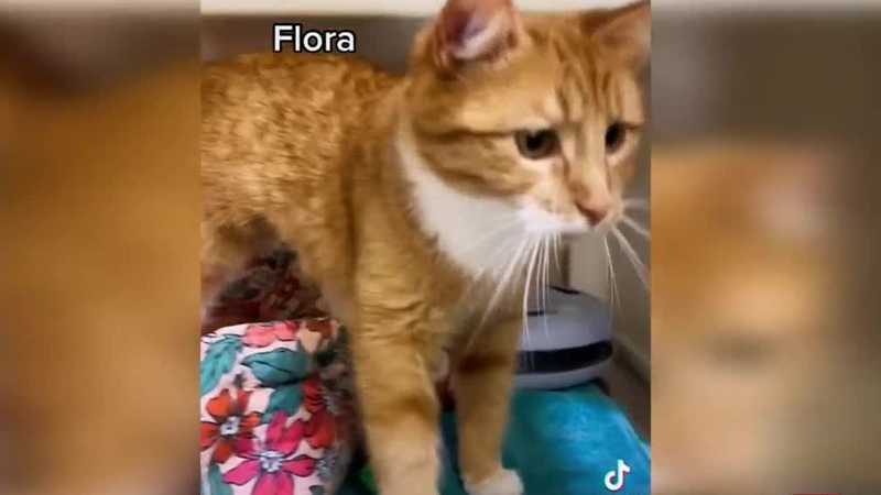 Almost every cat featured in viral TikTok posted by animal shelter adopted