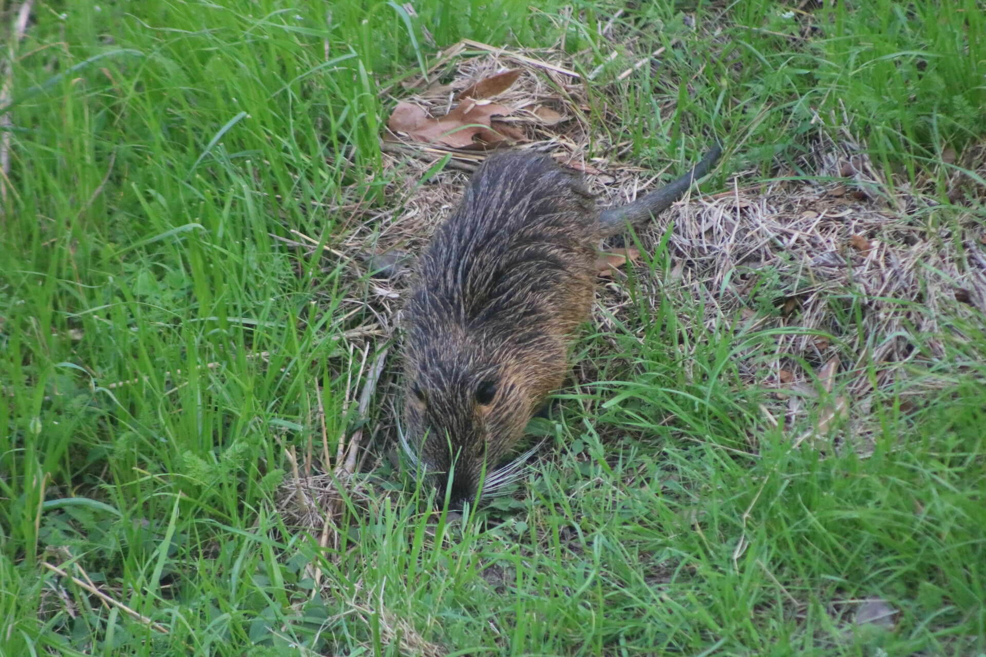 Nutria, invasive species expanding in Houston, damages waterways