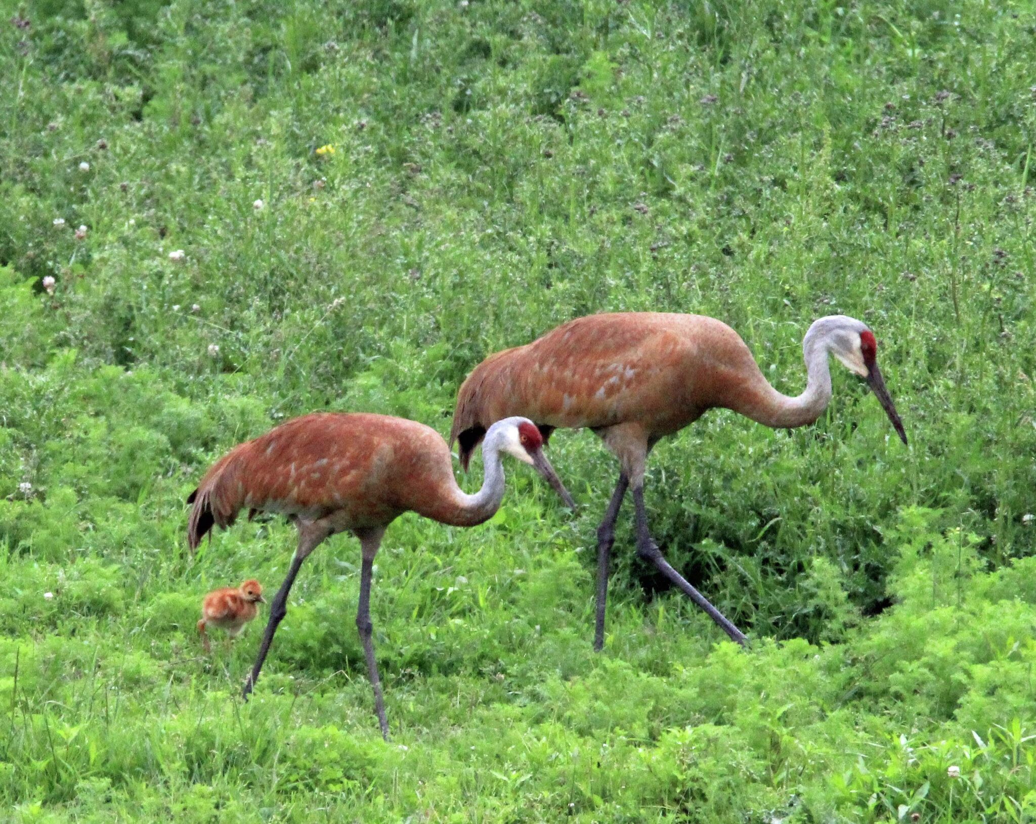 Sand Cranes Diet Sand Cranes Diet