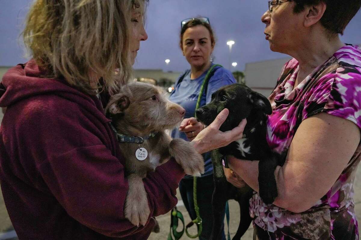 Harris County shelter volunteers demand changes over cruelty concerns