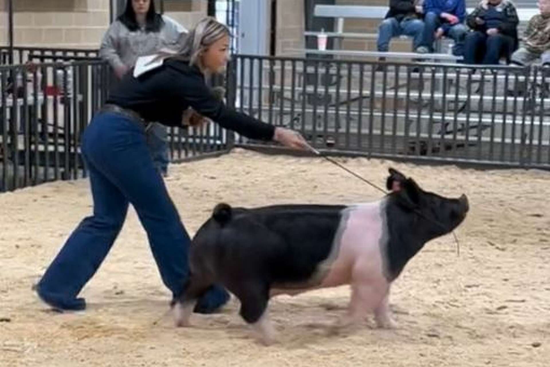 Viral video: Texas pig competing in livestock show becomes TikTok hit