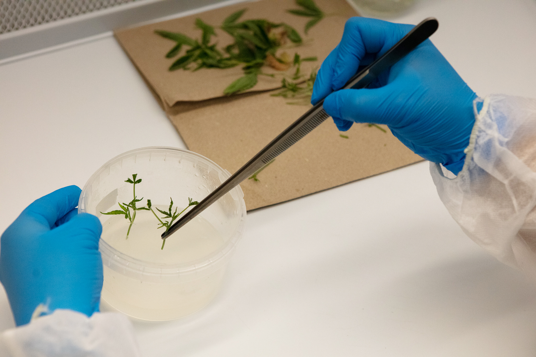 This Bay Area startup is preserving the world’s best pot strains