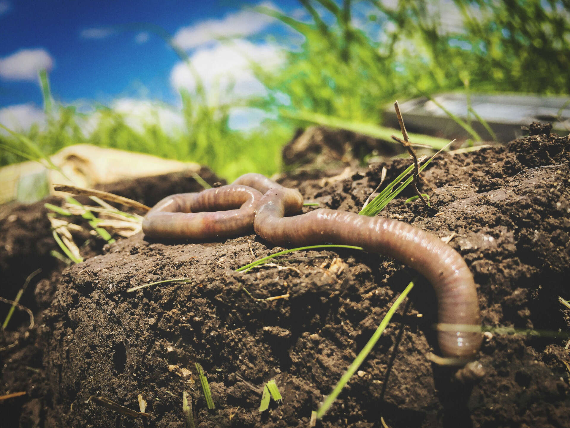 Invasive 'aggressive' worms spotted in California again