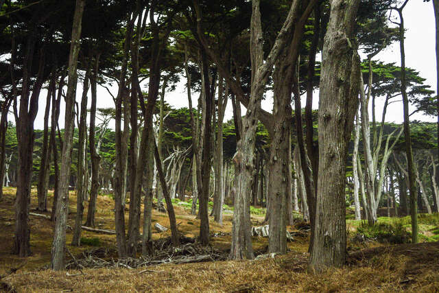 Lands End Trail: An insider's guide to the popular SF trail